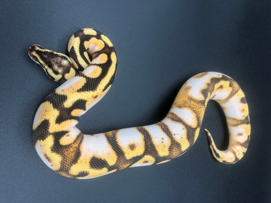 Enchi Pastel Sugar Ball Python by Mike Wells Reptiles
