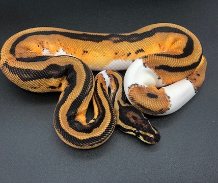 Orange Dream Fire Clown Ball Python by Slither Reptiles - MorphMarket