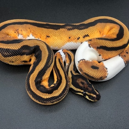Orange Dream Fire Clown Ball Python by Mike Wells Reptiles - MorphMarket