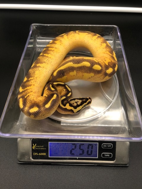 Enchi Pastel Freeway 50% Het Desert Ghost Ball Python by Slither ...