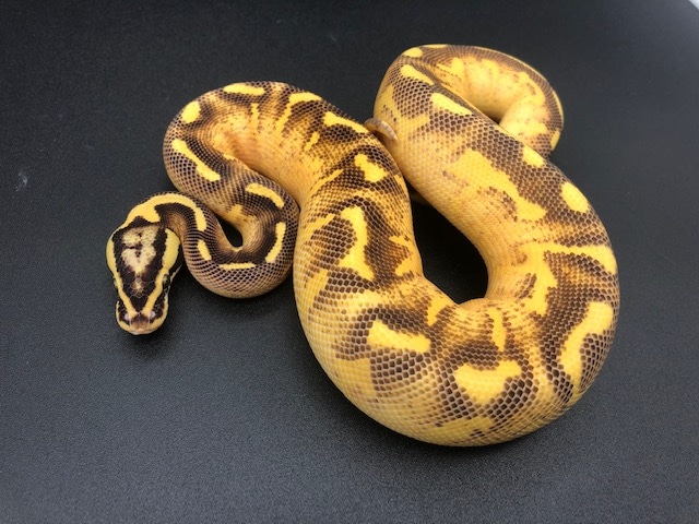 Enchi Pastel Freeway 50% Het Desert Ghost Ball Python by Slither ...