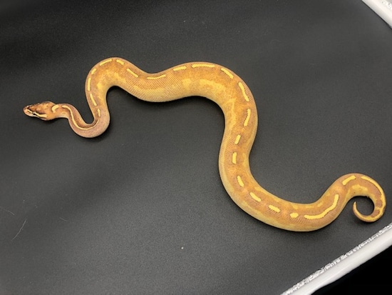 Mardi Gras 50% Het Desert Ghost Ball Python by Mike Wells Reptiles