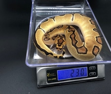 Enchi Clown Ball Python by Slither Reptiles - MorphMarket