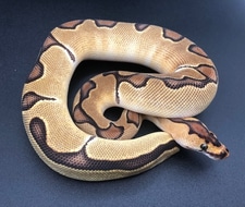Enchi Clown Ball Python by Slither Reptiles - MorphMarket