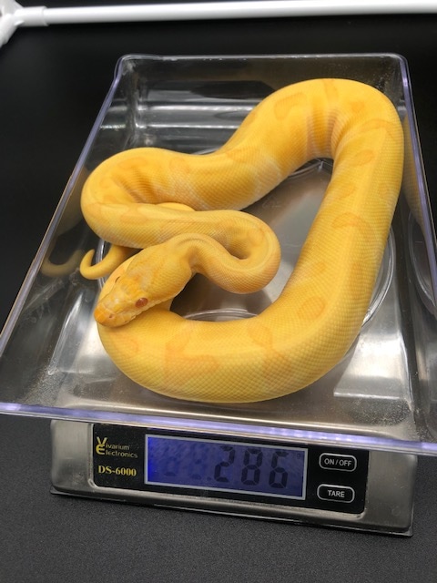 Super Enchi Albino Ball Python by Slither Reptiles - MorphMarket