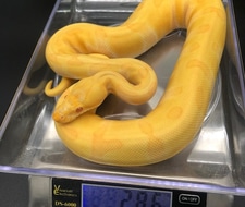 Super Enchi Albino Ball Python by Slither Reptiles - MorphMarket