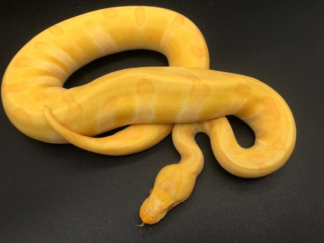 Super Enchi Albino Ball Python by Slither Reptiles - MorphMarket