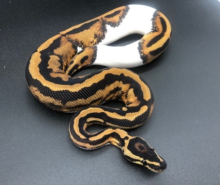 Enchi Clown Ball Python by Slither Reptiles - MorphMarket