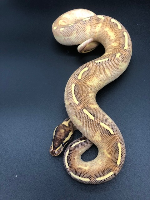 Mardi Gras 50% Het Desert Ghost Ball Python by Slither Reptiles ...