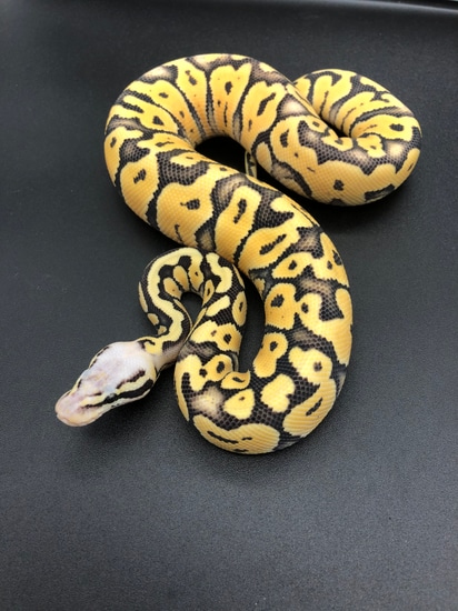 Super Pastel Desert Ghost Ball Python by Mike Wells Reptiles