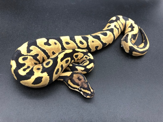 Leopard Desert Ghost Ball Python by Mike Wells Reptiles