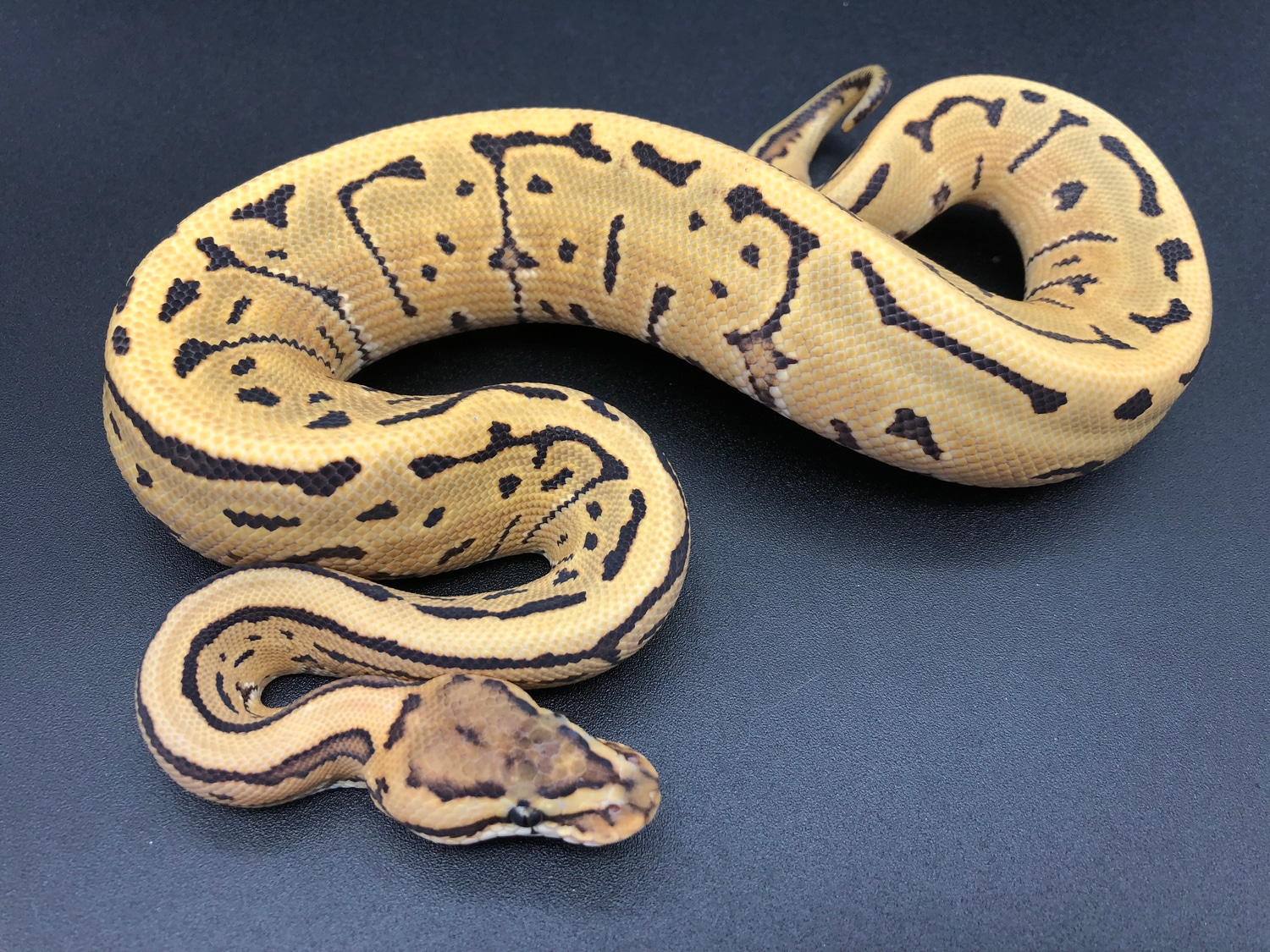 Leopard Pinstripe Desert Ghost Ball Python by Mike Wells Reptiles ...