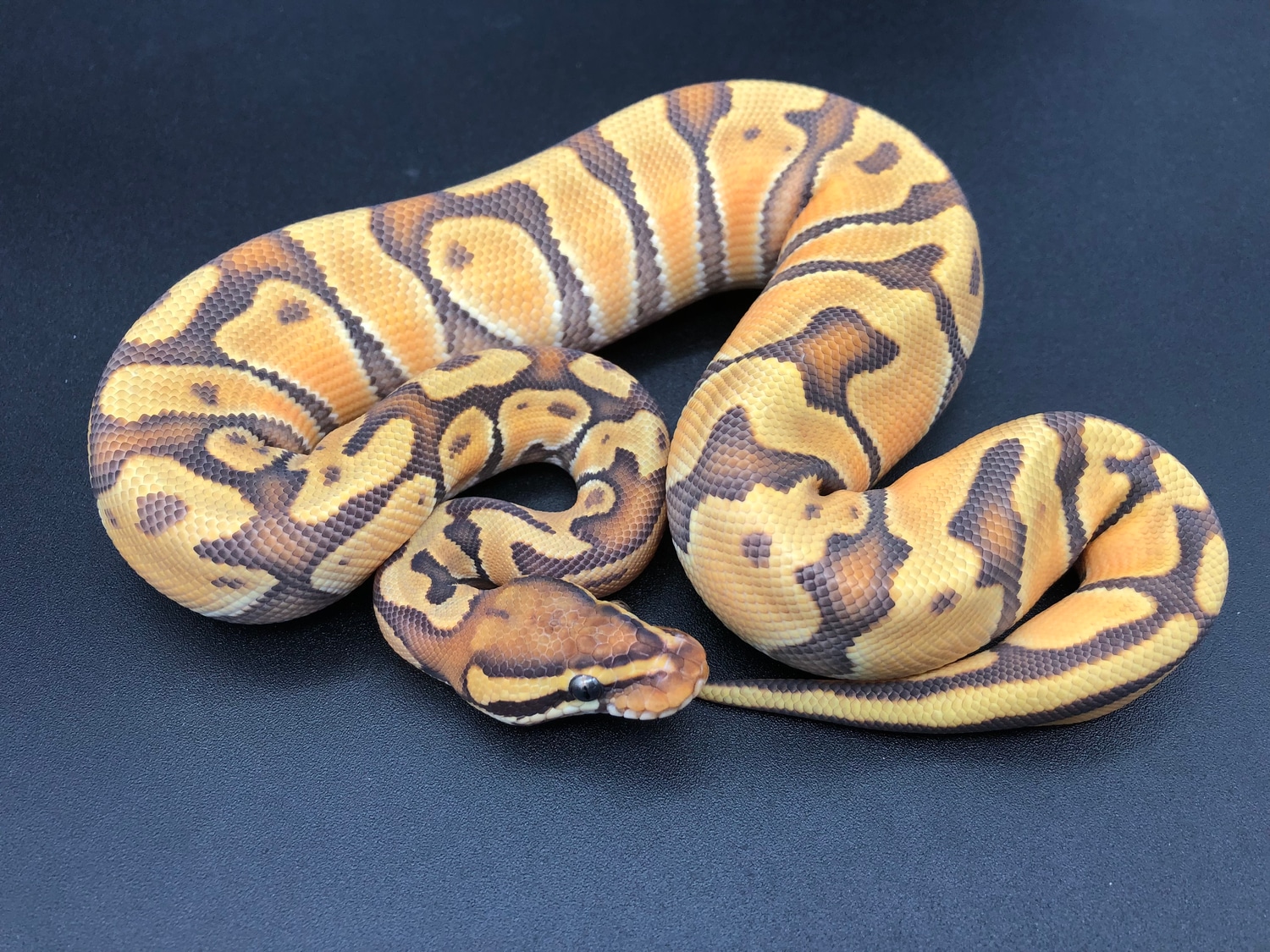 Orange Dream Orange Ghost Ball Python by Slither Reptiles - MorphMarket