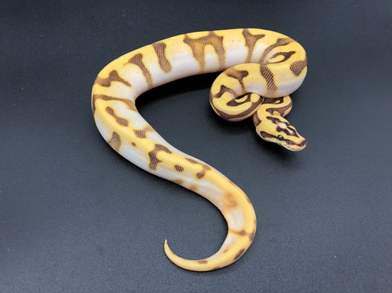 Super Enchi Pastel Calico Fire Ball Python by Mike Wells Reptiles