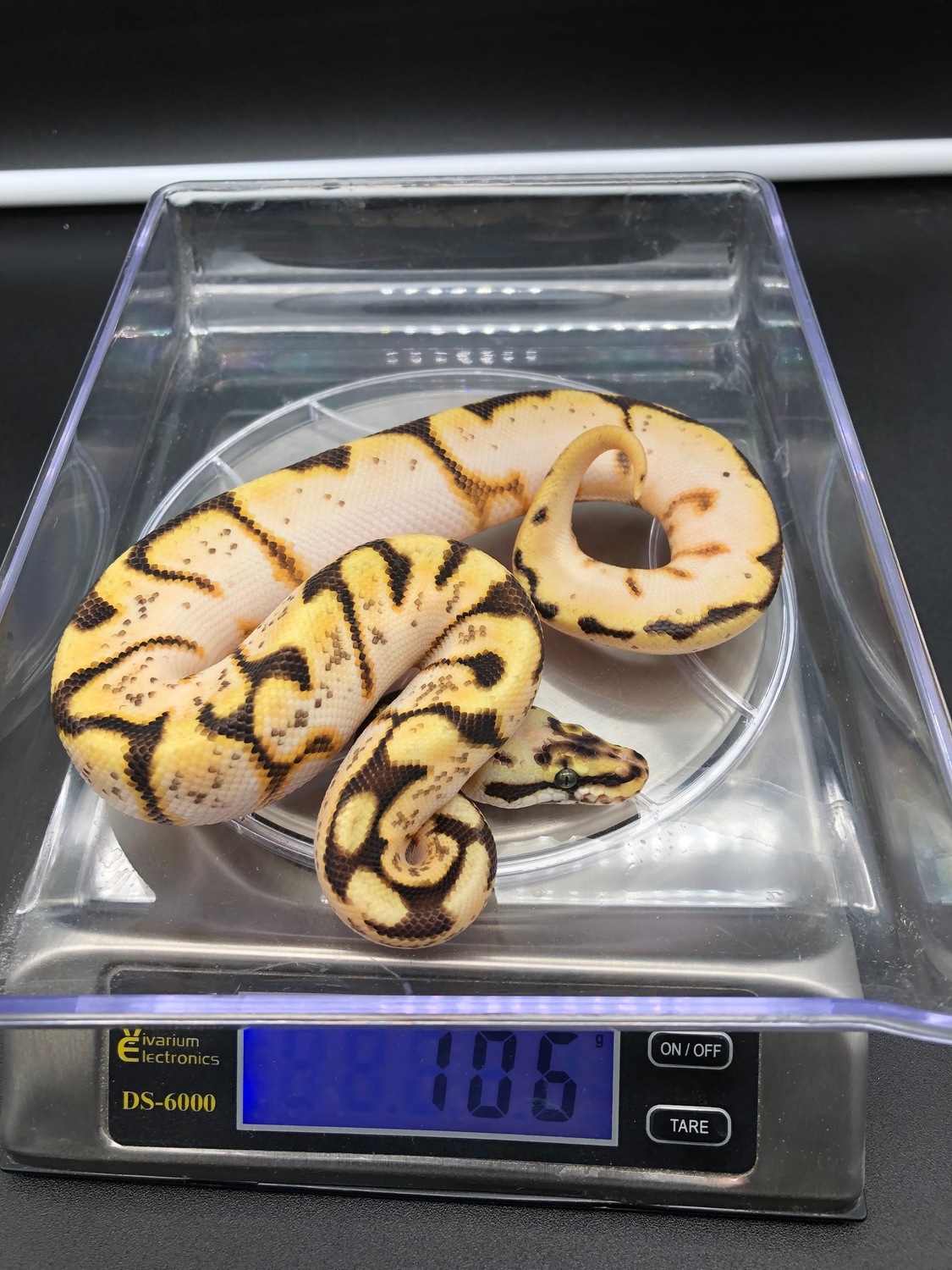 Enchi Sugar Bee Ball Python by Slither Reptiles - MorphMarket