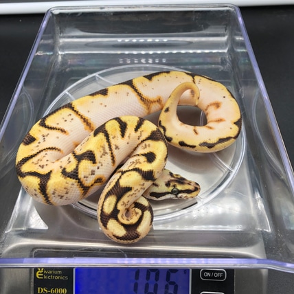 Super Enchi Albino Ball Python by Mike Wells Reptiles - MorphMarket