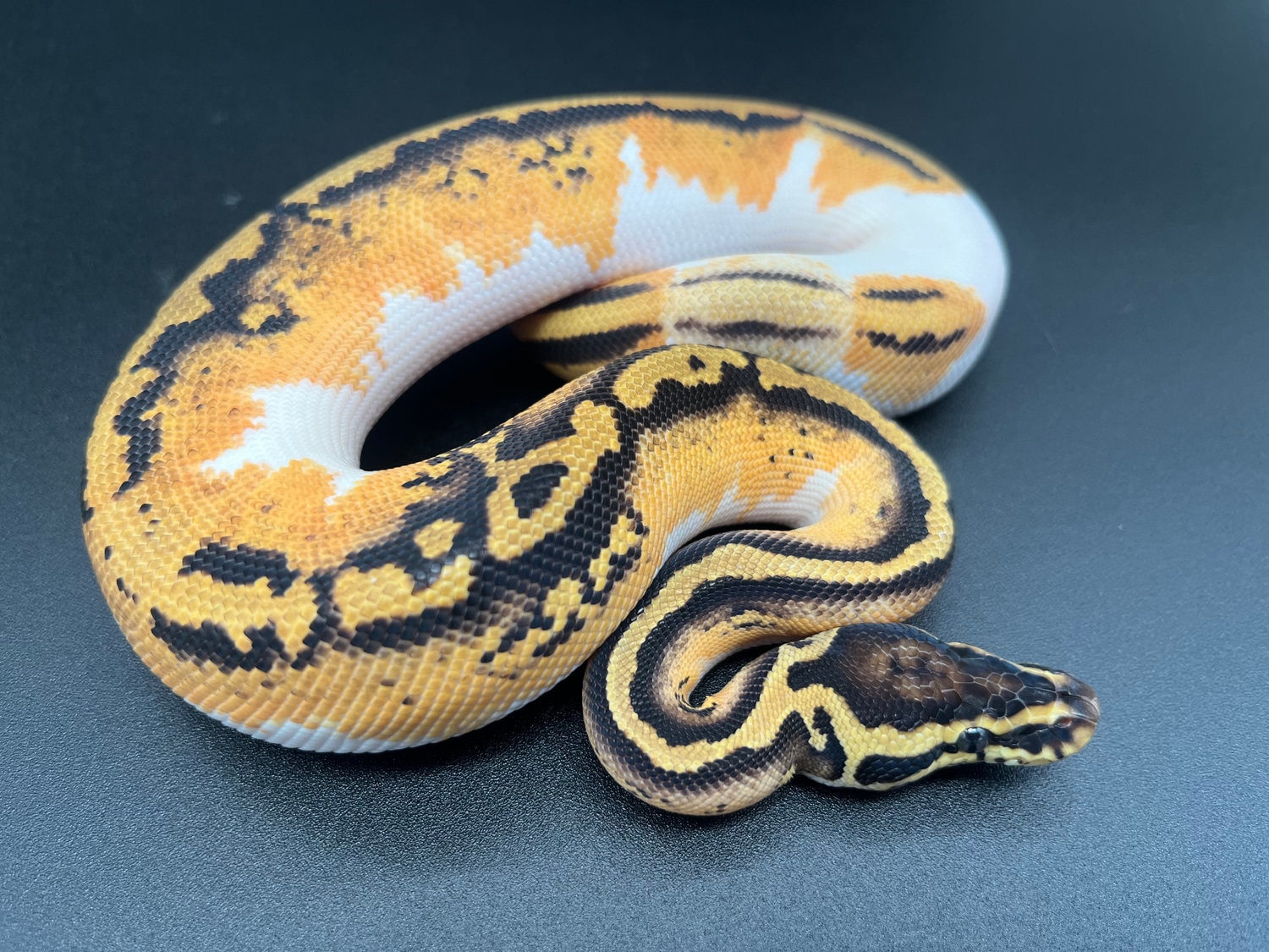 Pastel Yellow Belly GeneX Pied Ball Python by Slither Reptiles ...