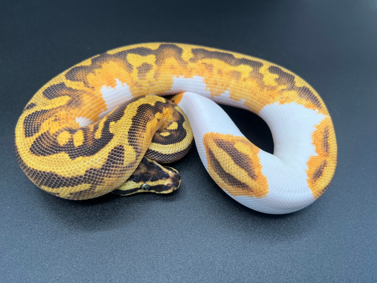 Enchi Yellow Belly Poss. GeneX Ball Python by Mike Wells Reptiles ...