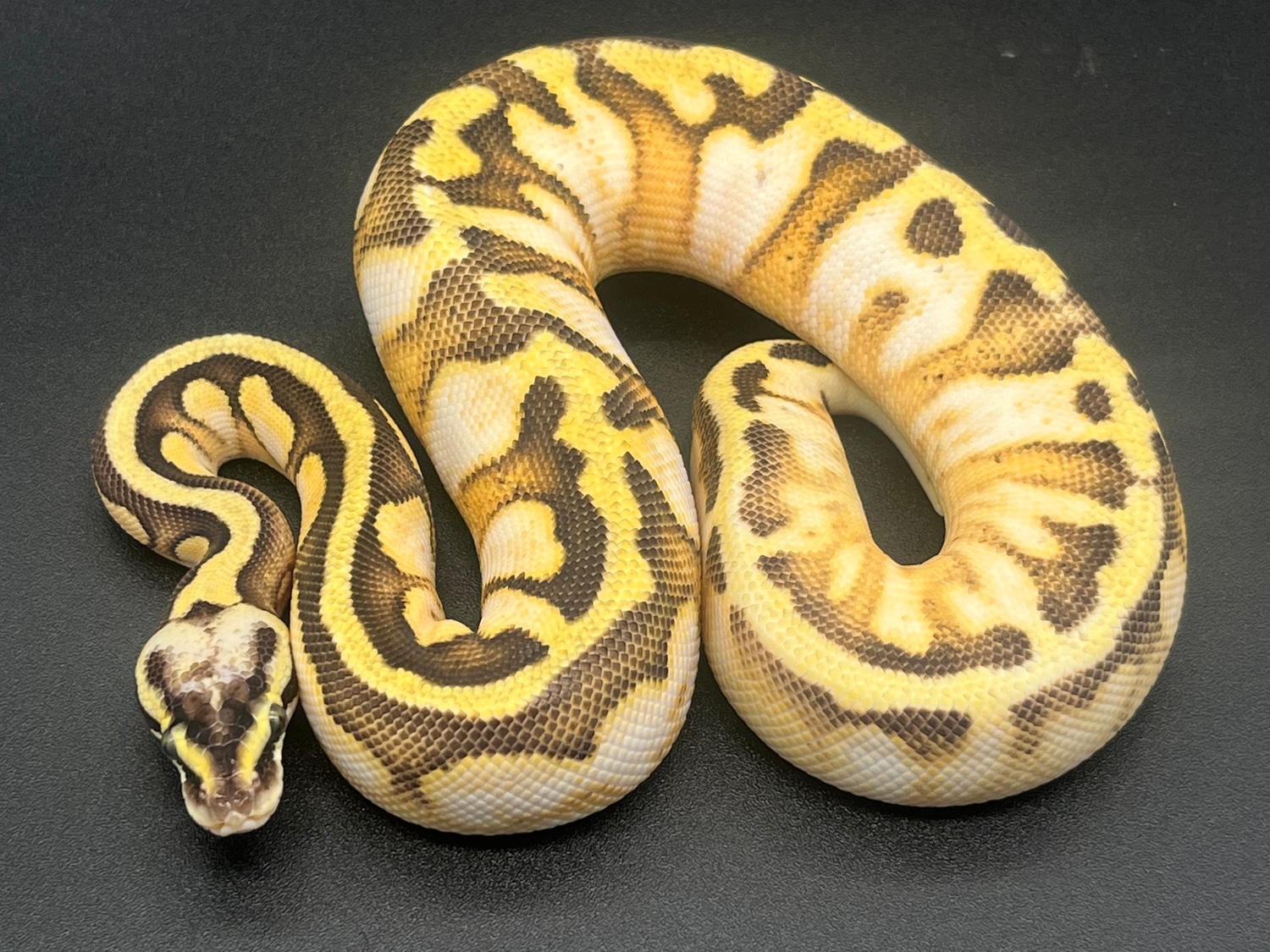 Super Pastel Enchi Sugar Ball Python by Mike Wells Reptiles formerly ...