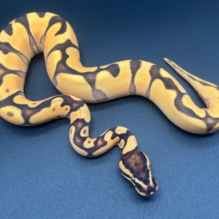 Enchi Pastel Sugar Ball Python by Mike Wells Reptiles - MorphMarket