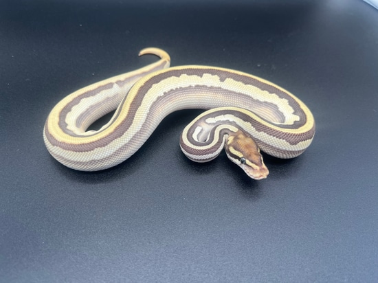 Super Orange Dream Leopard Butter 50% Het Pied Ball Python by Mike ...