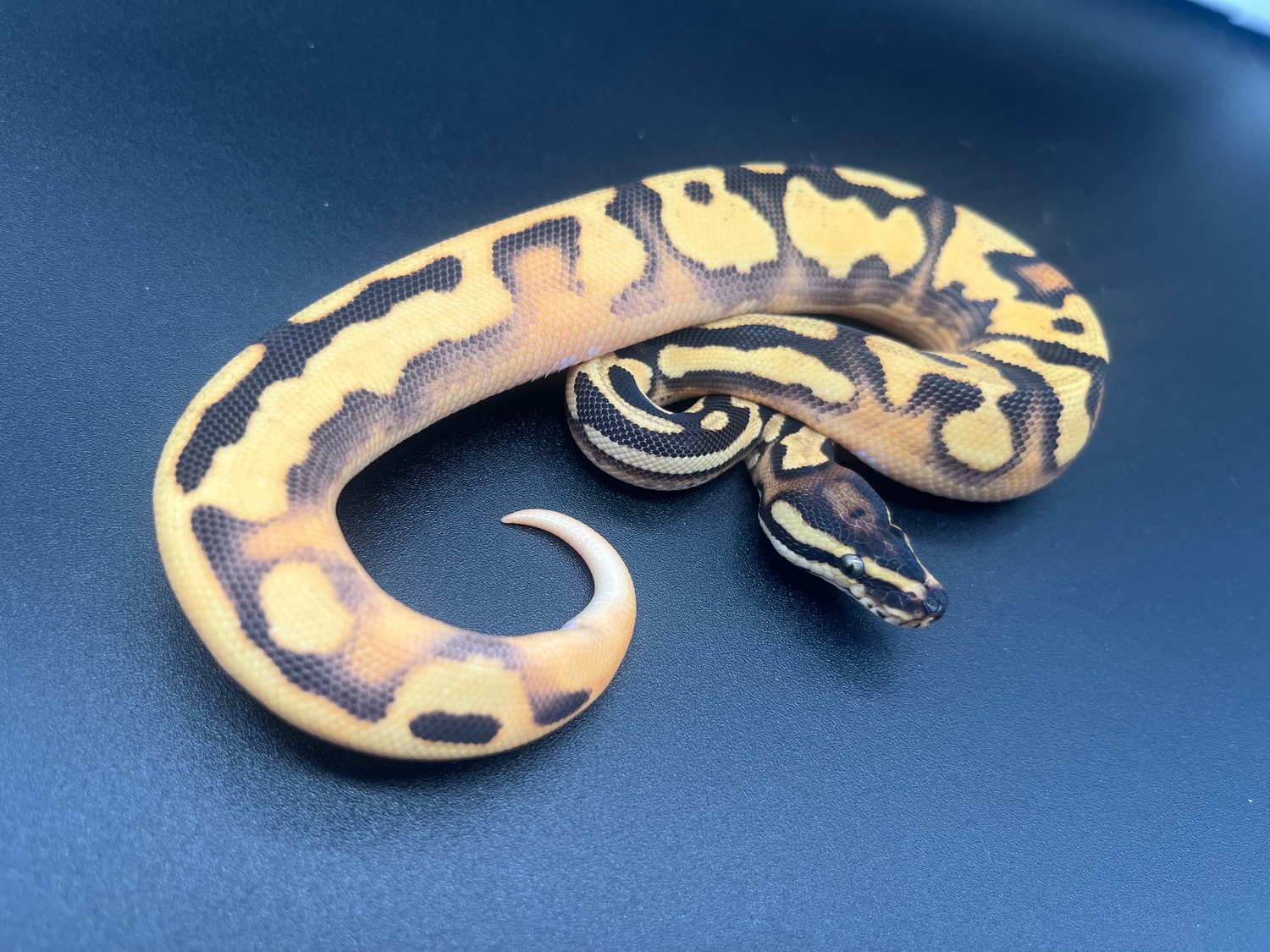 Super Orange Dream Yellow Belly Poss. Het Pied Ball Python by Slither ...