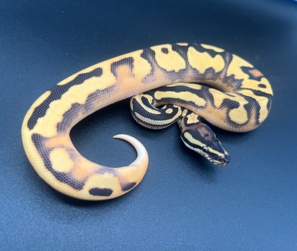 Pastel Yellow Belly GeneX Pied Ball Python by Slither Reptiles ...
