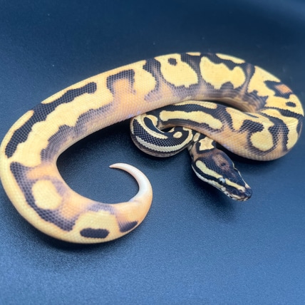 Super Enchi Albino Ball Python by Mike Wells Reptiles - MorphMarket