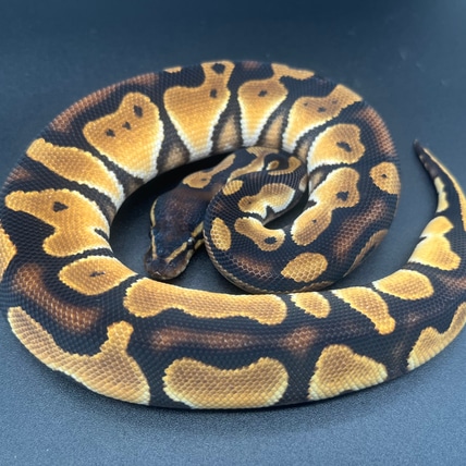 Enchi Pastel Freeway 50% Het Desert Ghost Ball Python by Mike Wells ...