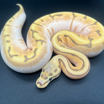 Orange Dream Fire Clown Ball Python by Mike Wells Reptiles - MorphMarket