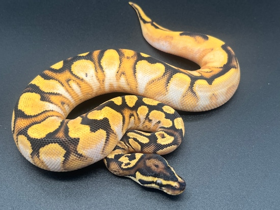 Super Orange Dream Calico Pastel Fire Poss. Yellow Belly Ball Python by ...