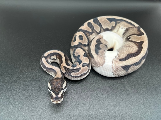 GCR Axanthic Pied Ball Python by Mike Wells Reptiles