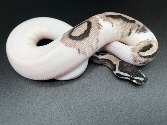 GCR Axanthic Pied Ball Python by Mike Wells Reptiles