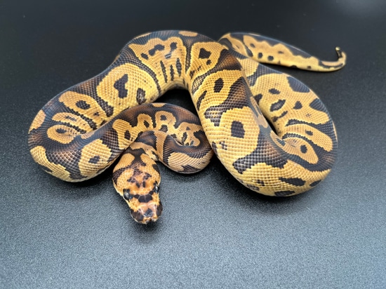 Acid/Confusion Clown Ball Python by Mike Wells Reptiles