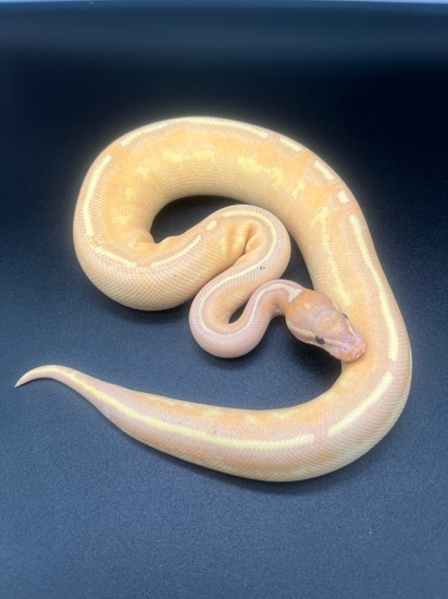 Banana Freeway Ball Python by Mike Wells Reptiles