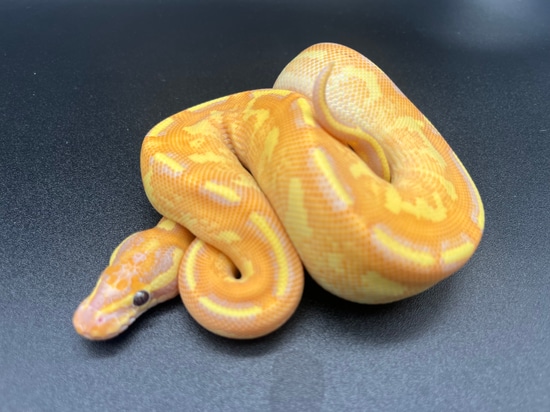 Banana Mardi Gras 66% Het Candy Ball Python by Mike Wells Reptiles