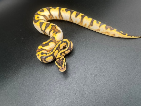 Enchi Pastel Sugar Ball Python by Mike Wells Reptiles
