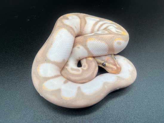 Banana Sugar Ball Python by Mike Wells Reptiles