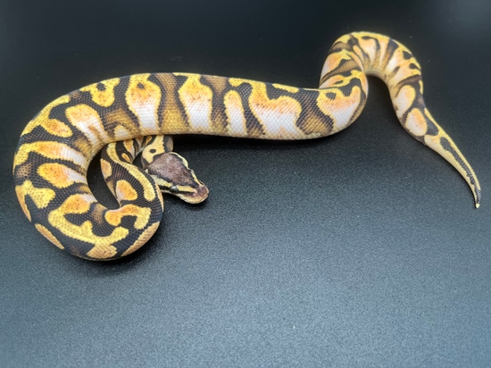 Orange Dream Pastel Sugar Red Stripe 100% Het Clown Ball Python by Mike ...