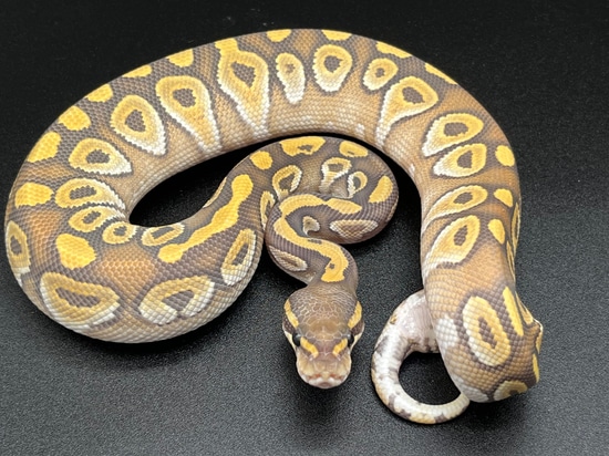 Enchi Mojave Orange Ghost Ball Python by Mike Wells Reptiles
