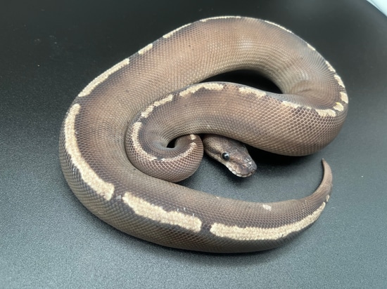 Super GHI Mojave Ball Python by Mike Wells Reptiles