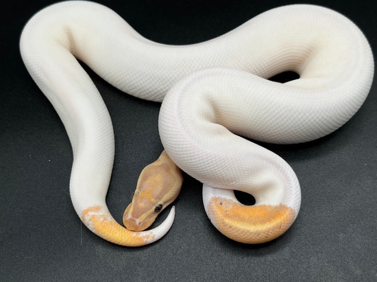 Banana Orange Dream Pied High White Ball Python by Mike Wells Reptiles