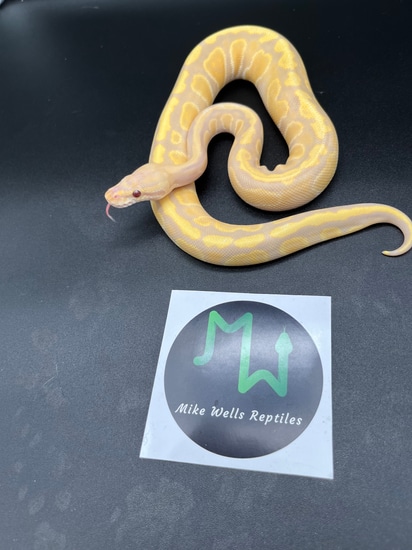 GHI Candy Ball Python by Mike Wells Reptiles