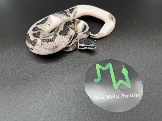 GCR/MJ Axanthic Pied Ball Python by Mike Wells Reptiles