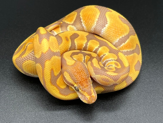 Enchi Ultramel Ball Python by Mike Wells Reptiles