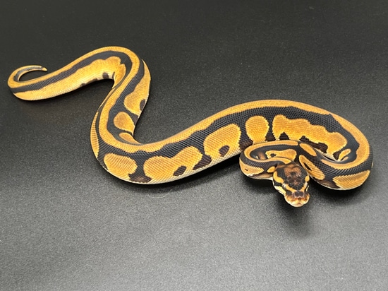 Super Orange Dream Leopard Ball Python by Mike Wells Reptiles