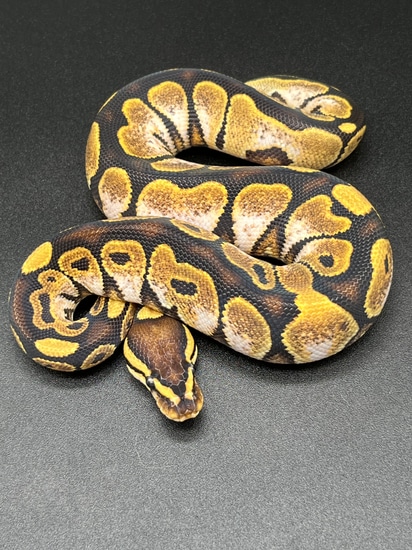 Calico 100% Het Genetic Stripe Ball Python by Mike Wells Reptiles