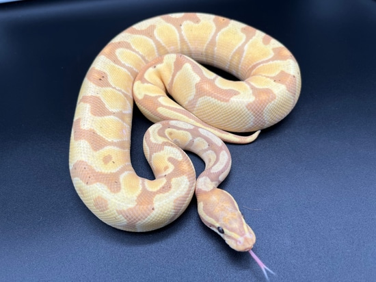 Banana Enchi Asphalt/Yellow Belly Ball Python by Mike Wells Reptiles