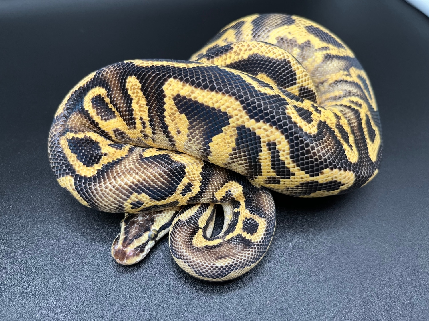 Slither Reptiles
