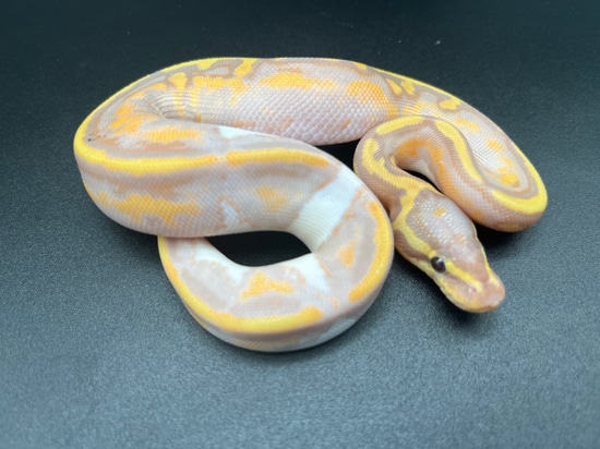 Banana Enchi PIed Ball Python by Mike Wells Reptiles